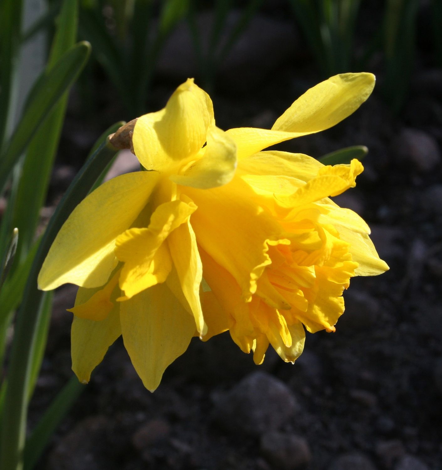 Van Sion - Croft 16 Daffodils