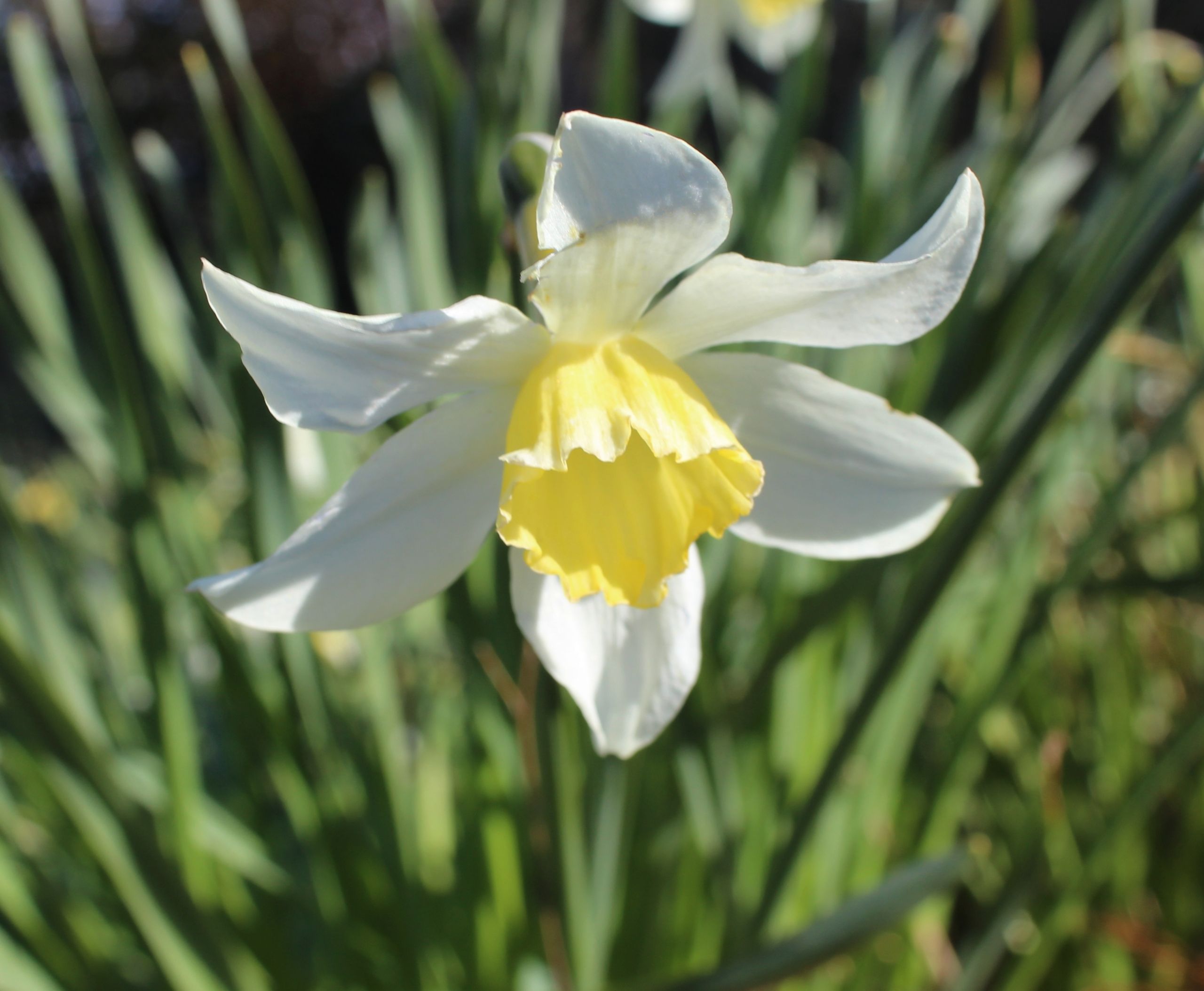 Minnie Hume - Croft 16 Daffodils