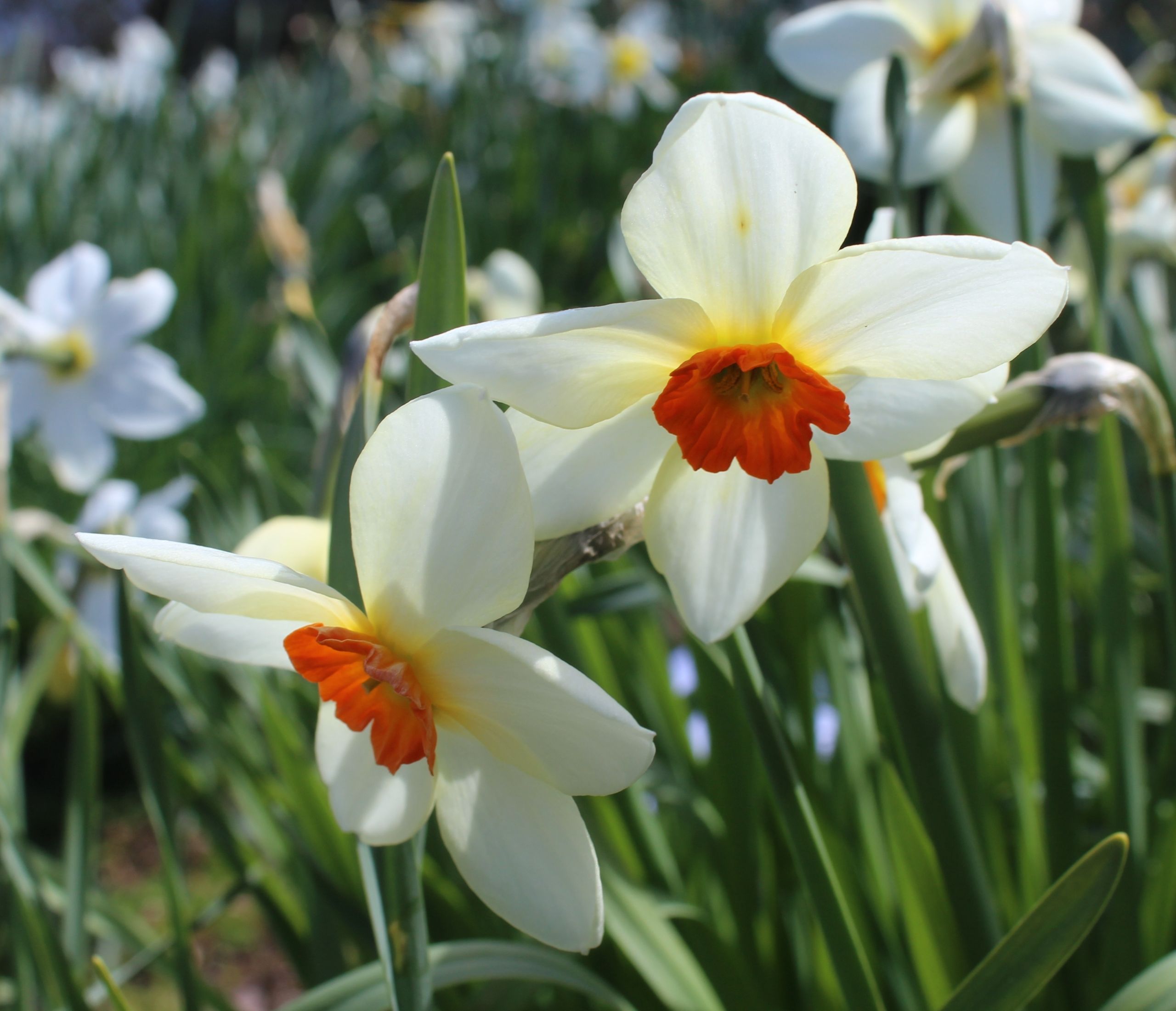 Pera - Croft 16 Daffodils